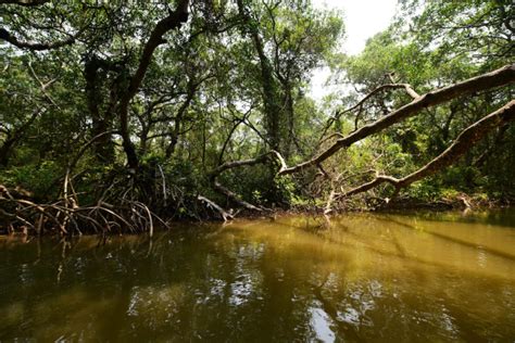 Manglares En Sistema Lagunar De Alvarado Foto Oscar Martínez