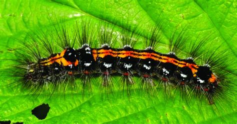 ბაღის მავნებლები და მათთან ბრძოლა სასარგებლო რჩევები