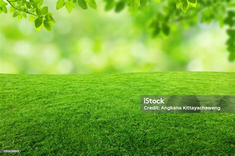 아침에 흐릿한 이미지 녹색 나무와 햇빛 보케와 공공 공원에서 녹색 잎과 잔디 초원 필드 0명에 대한 스톡 사진 및 기타 이미지 0명 계절 그림자 Istock