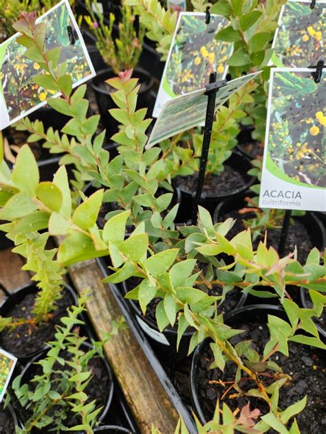 Acacia Cultriformis Knife Leaf Wattle 6 Pot Hello Hello Plants