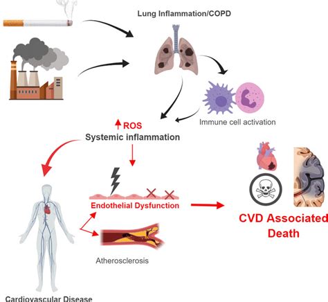 Is Copd A Cardiovascular Disease Quotes Resume