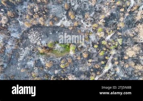 Charred Dead Vegetation Burnt Down After Wildfire Destroyed Florida