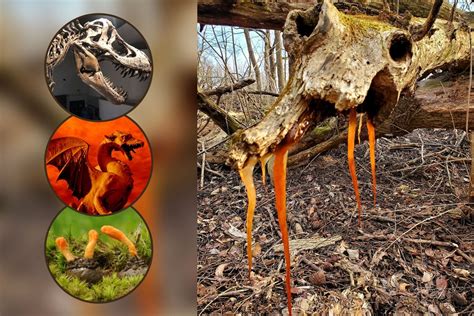 Natures Wonder Frozen Sap Sculpture Or Dragon Mirage In Indiana