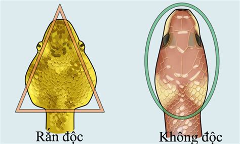 Cách Phân Biệt Rắn độc Với Rắn Không độc Giúp Bạn Thoát Hiểm Khi Cần Thiết