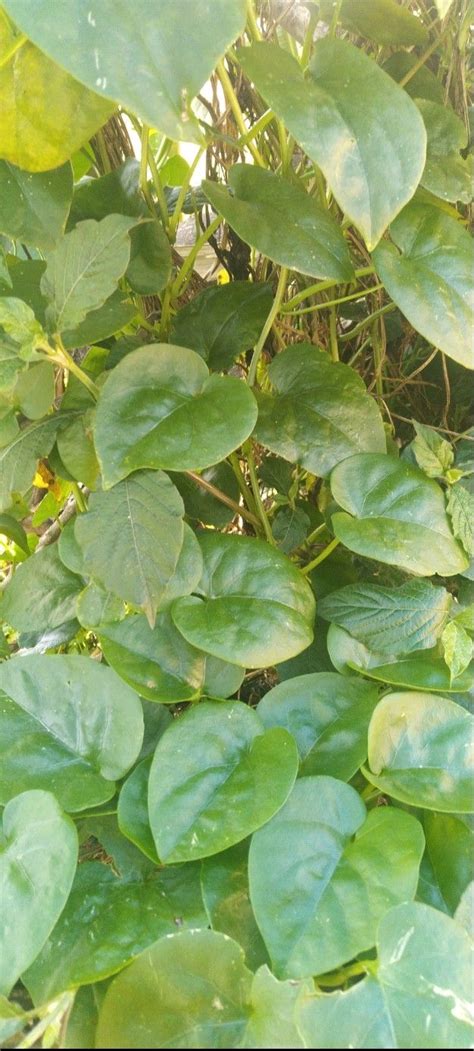 Jane Wegesa Fraser On Linkedin People Medicine Research Herbs Biodiversity