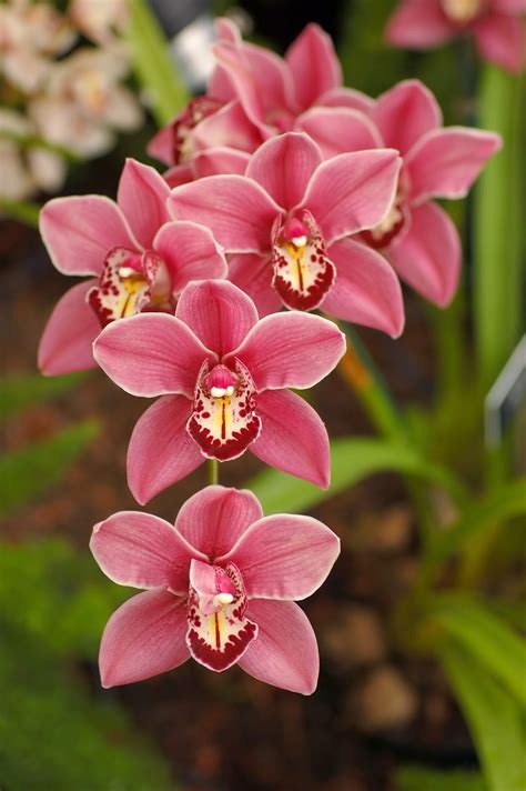 Orchid Growing Tips Choosing Watering Repotting Fertilizing And