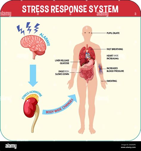 Stress Response System Scheme Illustration Stock Vector Image And Art Alamy