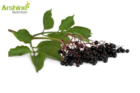 Elderberry Extract Exploring Its Role And Efficacy In Health And Wellness R Medicalinstruments