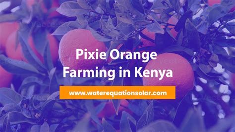 Pixie Orange Farming In Kenya