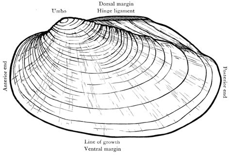 Clam Shell Clipart Etc
