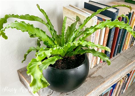 How To Care For Birds Nest Ferns Stacy Risenmay