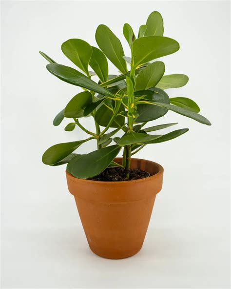 Clusia Rosea Vivaibrugna