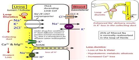 The Right Upper Limb Of The Loop Of Henle Expresses A Na K 2cl