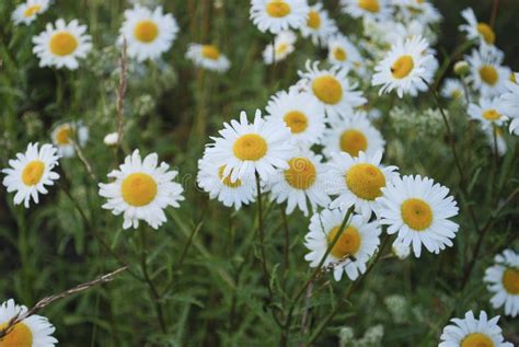 Leucanthemum Vulgare The Ox Eye Daisy Or Oxeye Daisy Is White With
