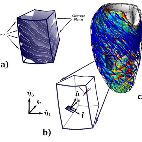 1 Continuum Incorporation Of Anisotropic Tissue Structure A A Download Scientific Diagram