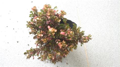Greenleaf Plant Center විසිතුරු මුකුණුවැන්න වර්ග