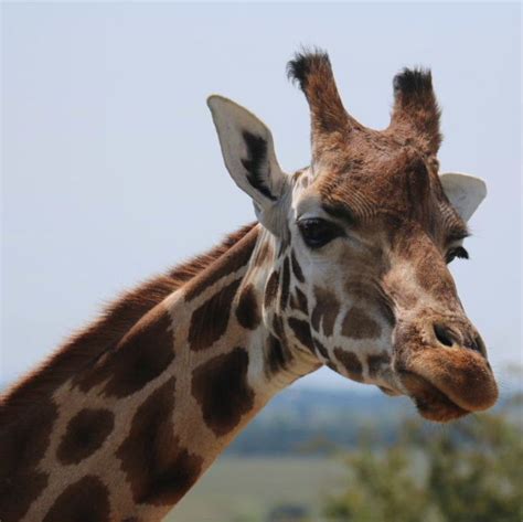 Giraffe
