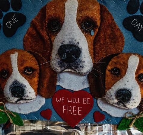 In Focus The Amazing Photographs Of Robert Sturman The Camp Beagle