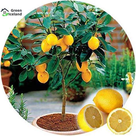 Dwarf Lemon Tree Seeds 10 Pcs Seeds Bd
