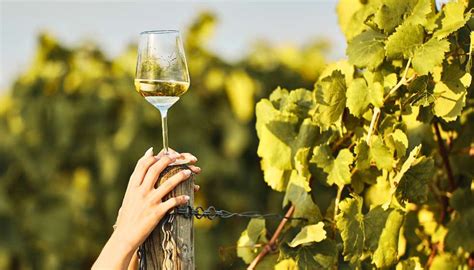 I vini più famosi della Toscana Vivere La Toscana