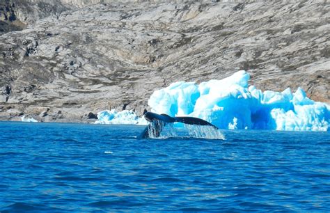 Los Dragones De Mar Existen Y Son Bellísimos