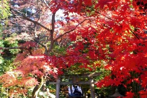 五所駒瀧神社茨城県桜川市 八百万の神