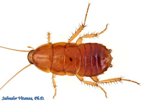 Blattodea Ectobiidae Parcoblatta Notha Arizona Wood Roach Female A