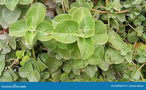 Karpooravalli Leaves Stock Image Image Of Karpooravalli 254856315