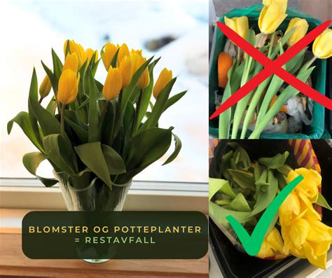 Riktig Sortering Av Planter Blomster Og Krydderplanter Bærum Kommune