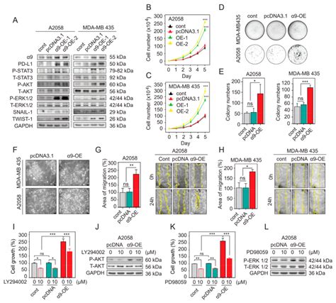 α9 Nachr Overexpression Induces Pd L1 Upregulation And Promotes