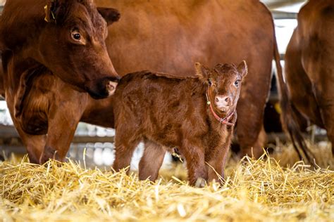Calving Barn Design And Layout American Cattlemen