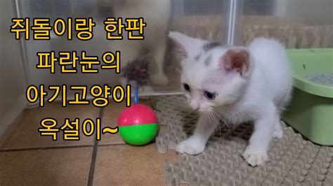 자다가도 밥이라면 벌떡 ㅎㅎ 배빵빵이 옥설이랑 덤앤더머 오빠둘 ㅎ Youtube