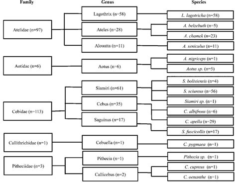 Taxonomy Flow Chart Free Customizable Flowchart Templates Canva