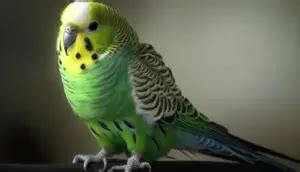 Clipping Budgie Wings Is It Cruel How To Do It
