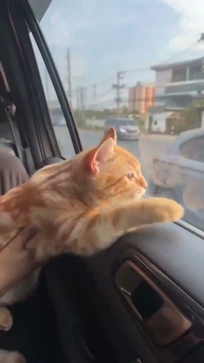 Catshorts Catlover Cat Cute Youtube