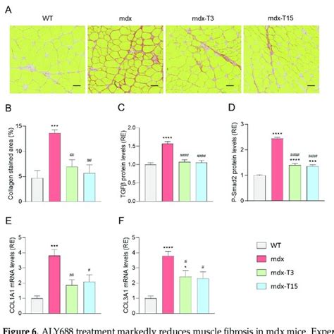 Aly688 Treatment Markedly Reduces Muscle Fibrosis In Mdx Mice