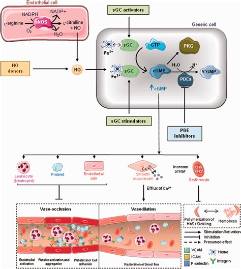 Cgmp Signaling