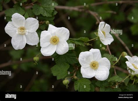 Boulder Raspberry Or Delicious Raspberry Rubus Deliciosus X Rubus