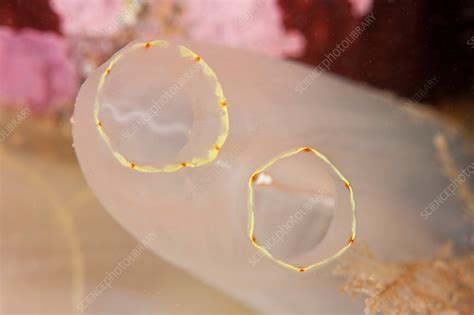 Sea Vase A Tunicate Stock Image C025 0962 Science Photo Library