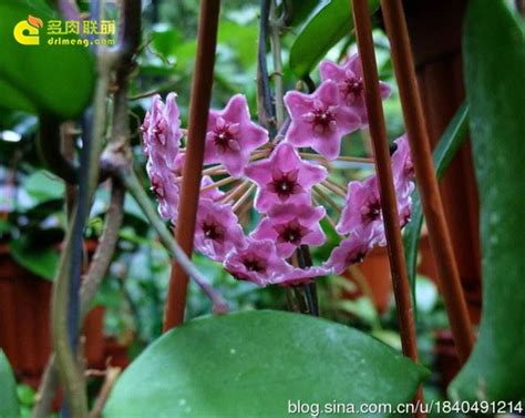 球兰、绿叶球兰（白花、粉花、红花） 多肉联萌