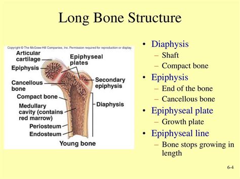 Chapter 6 The Skeletal System Ppt Download