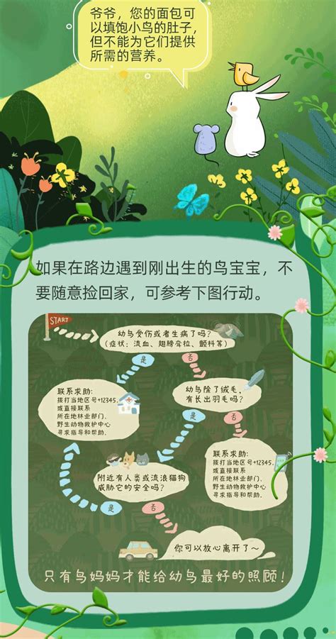 一图读懂 爱鸟护鸟，我们该怎么做？ 创视智能科技（南京）有限公司