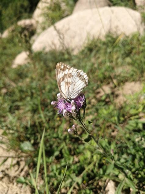 Melanargia Halimede From On August At