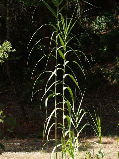 Arundo Donax Wild In Provence
