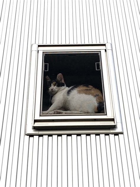 外に出したことのない猫の名前を知らないおじさんに聞かれた理由を聞いてみるとww いいねニュース