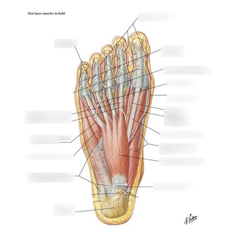 Plantar Foot — 1st Layer Diagram Quizlet