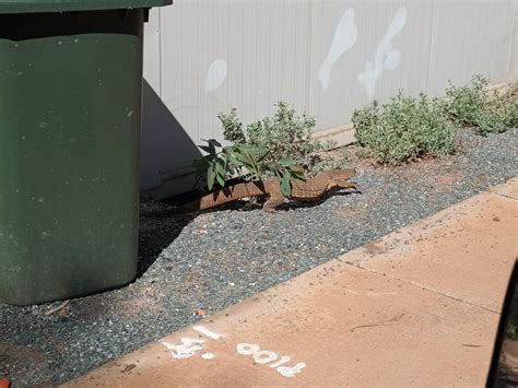 Gerald Being A Sneaky Boy Raustralianwildlife