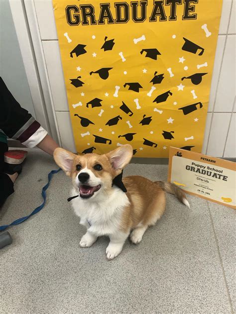 My Girl Sherbie Graduated Rcorgi