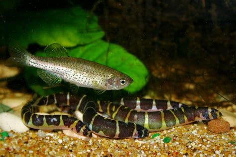 Kuhli Loach Size Tank Mates Diet And More