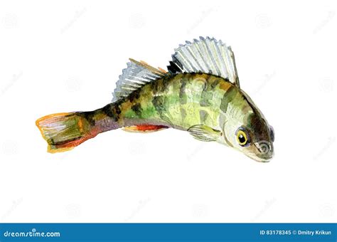 Poissons Simples De Perche Daquarelle Disolement Illustration Stock